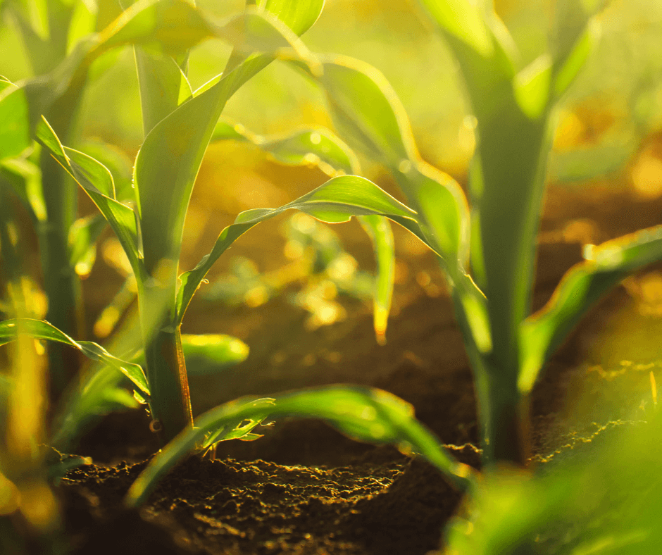 Soil, the Diverse Factory of Life