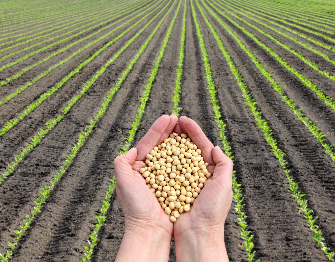 Complete Guide to Soil Testing