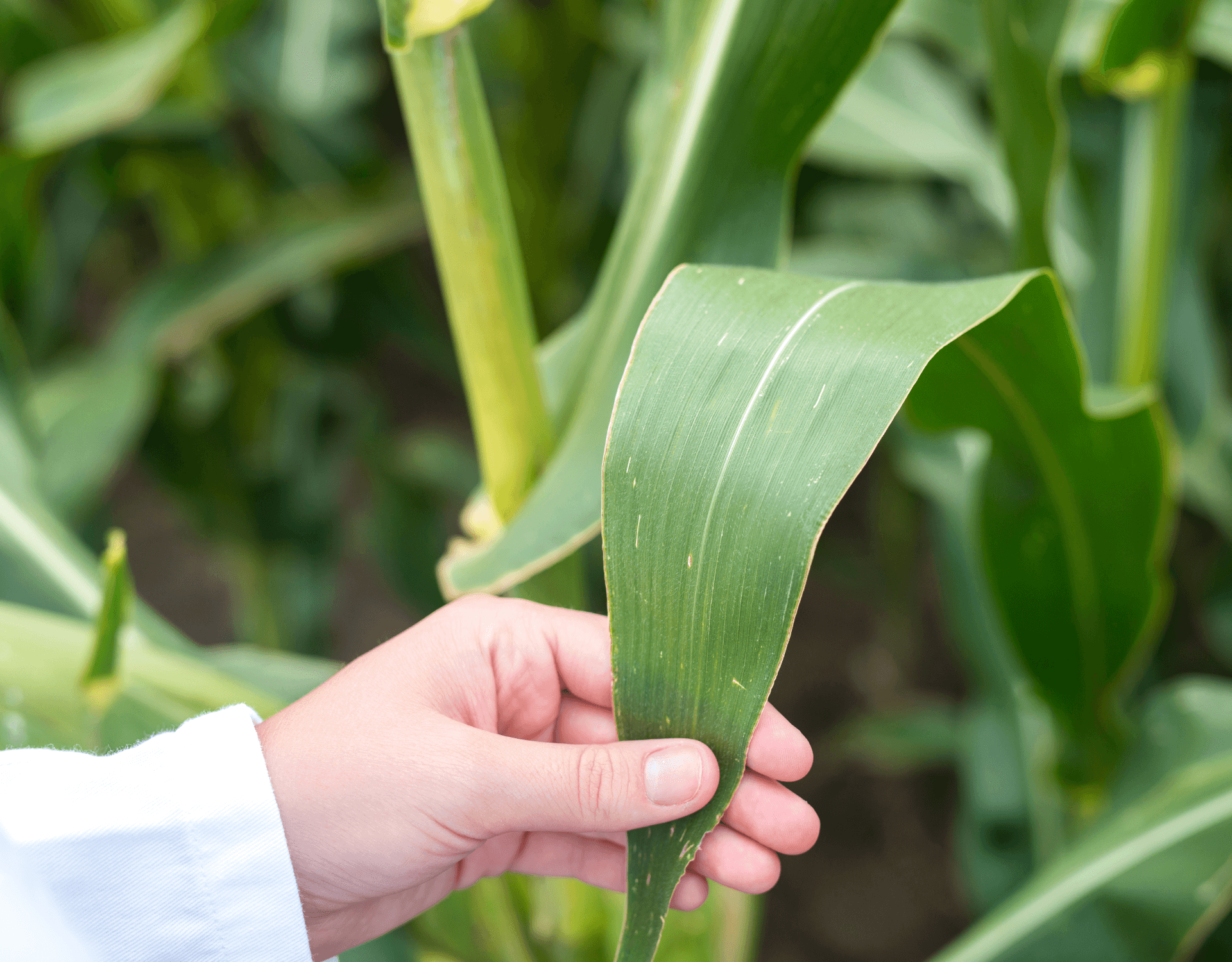 BeCrop Farm | Biome Makers