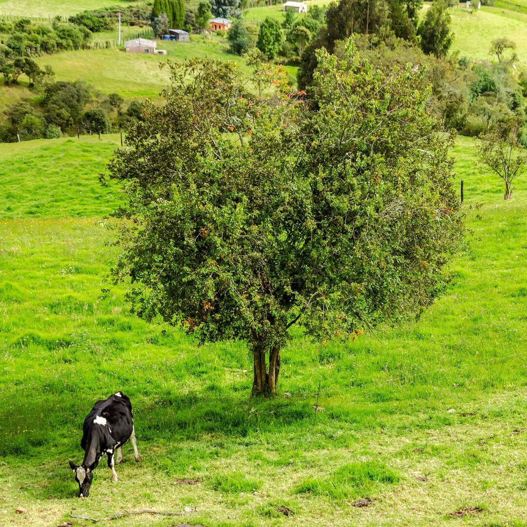 Exploring Silvopasture as an Agroforestry Solution
