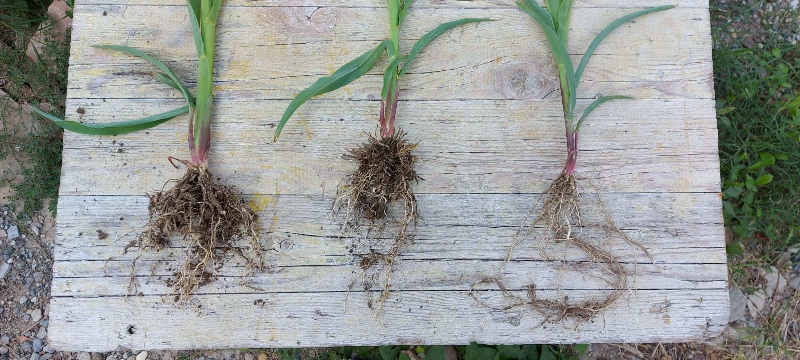 Matching maize and soil microbiome to boost seed production