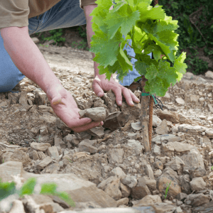 Soil, Land, and Taste: The Terroir Connection